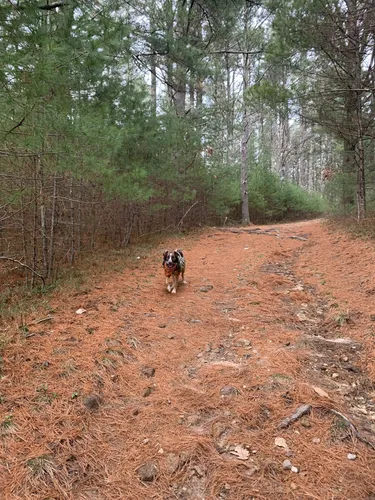 Best Walking Trails in Myles Standish State Forest | AllTrails