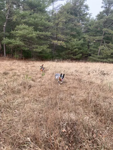 Best Walking Trails in Myles Standish State Forest | AllTrails