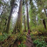 Quinault Loop, Washington - 1,643 Reviews, Map | AllTrails