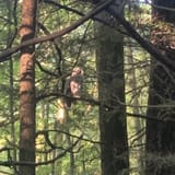 Moxham Mountain Trail, New York - 1,349 Reviews, Map | AllTrails