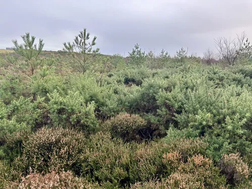 Best Hikes and Trails in Tullos Hill | AllTrails