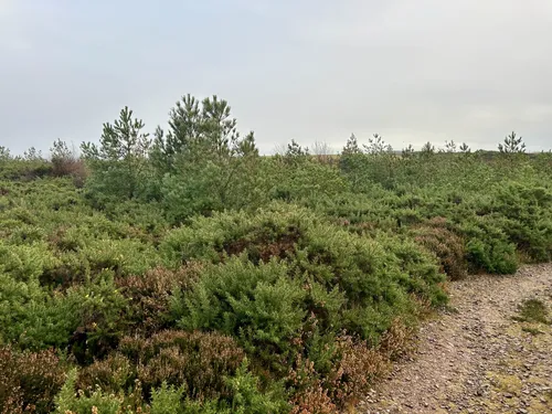 Best Hikes and Trails in Tullos Hill | AllTrails