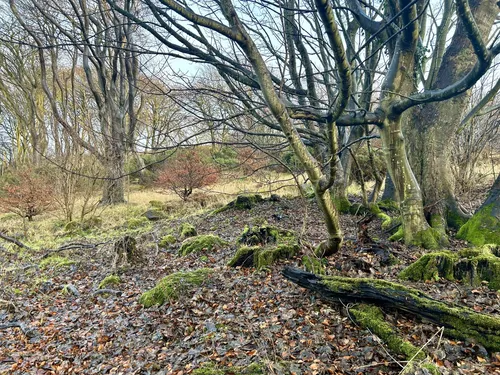 Best Hikes and Trails in Tullos Hill | AllTrails