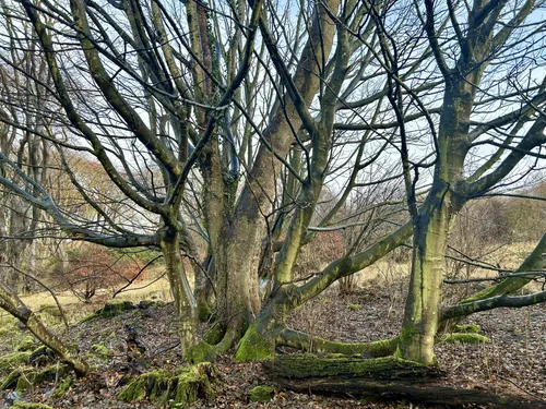 Best Hikes and Trails in Tullos Hill | AllTrails