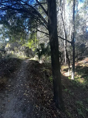 Best 10 Hiking Trails in Croom Wildlife Management Area | AllTrails