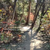 Cedar Ridge Outer Loop, Texas - 1,953 Reviews, Map | AllTrails