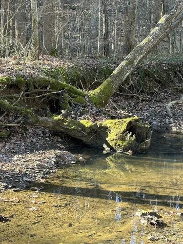 Best Hikes and Trails in Ferdinand State Forest | AllTrails