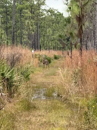 Best Hikes and Trails in Disney Wilderness Preserve | AllTrails
