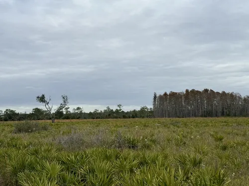 Best Hikes and Trails in Disney Wilderness Preserve | AllTrails