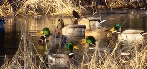 Best Hikes and Trails in Fort Daniel Conservation Area | AllTrails