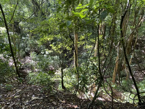 Best Hikes and Trails in Cabo Blanco Absolute Nature Reserve | AllTrails