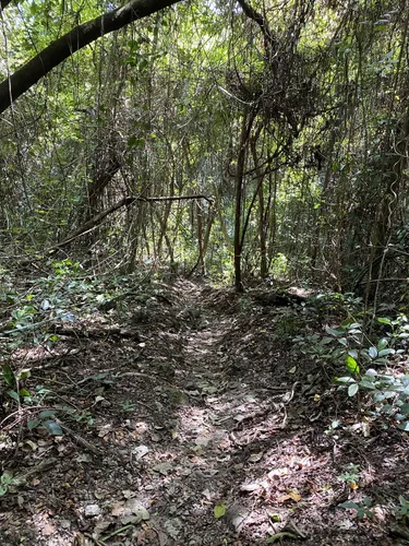 Best Hikes and Trails in Cabo Blanco Absolute Nature Reserve | AllTrails