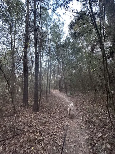 Best Hikes and Trails in T. C. Jester Park | AllTrails