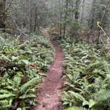 Old Loop Road Trail, Washington - 773 Reviews, Map | AllTrails