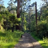 Sherbrooke Forest Circuit, Victoria, Australia - 250 Reviews, Map ...