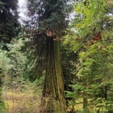 Big Tree Observation Site, Oregon - 45 Reviews, Map | AllTrails
