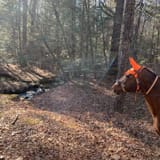 Douglas Forest Wallis Pond Loop Trail, Massachusetts - 929 Reviews, Map ...