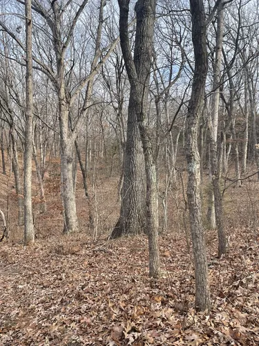 Best Hikes and Trails in Valley View Glades Natural Area | AllTrails