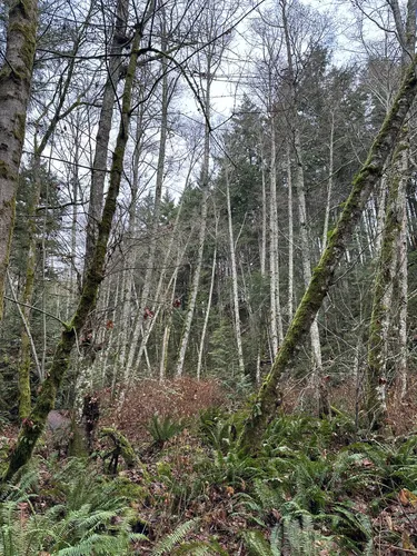 Best 10 Hiking Trails in Latoria Creek Park | AllTrails