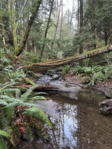 Best 10 Hiking Trails in Latoria Creek Park | AllTrails