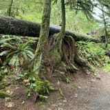 South Falls and Maple Ridge Loop, Oregon - 1,878 Reviews, Map | AllTrails