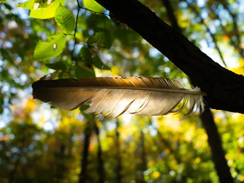 Best Hikes and Trails in Short Springs State Natural Area | AllTrails