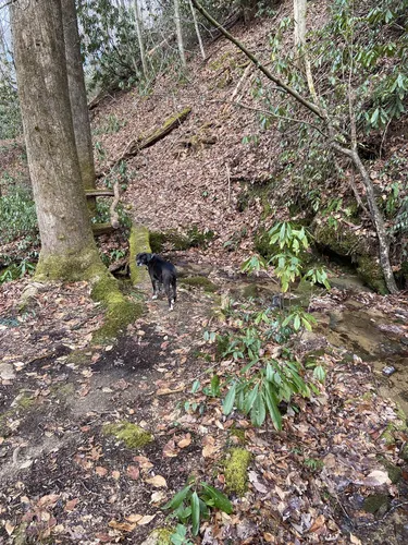 Best Hikes and Trails in Connestee Falls Hiking Trails | AllTrails