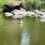 Darebin Parklands Loop, Victoria, Australia - 139 Reviews, Map | AllTrails