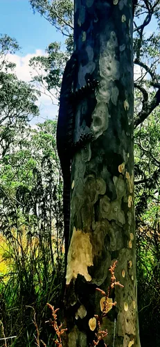 Best 10 Hiking Trails in Meroo National Park | AllTrails