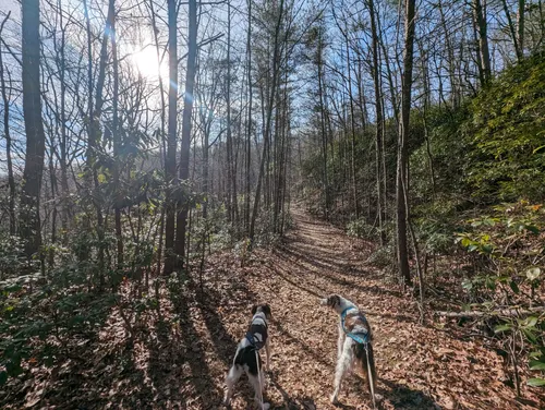 Best Hikes and Trails in Rich Mountain Wilderness | AllTrails