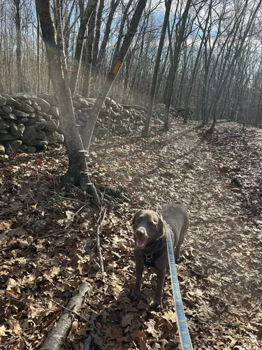 Best Hikes and Trails in Snake Den State Park | AllTrails