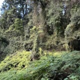 Magoebaskloof Hiking trail, Limpopo, South Africa - 17 Reviews, Map ...