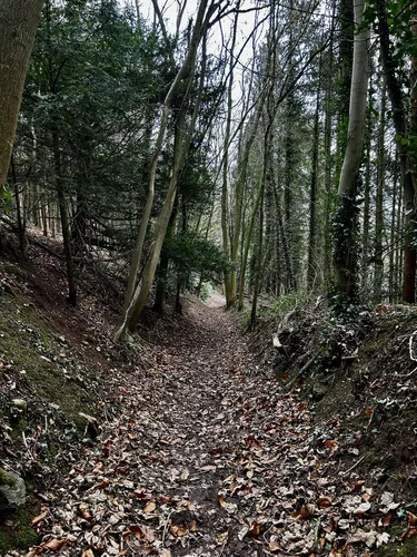 Best Hikes and Trails in Credenhill Park Wood | AllTrails