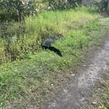 CREW Bird Rookery Swamp, Florida - 514 Reviews, Map | AllTrails