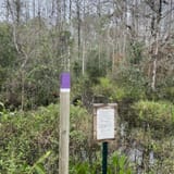 CREW Bird Rookery Swamp, Florida - 493 Reviews, Map | AllTrails