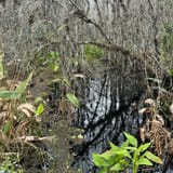 CREW Bird Rookery Swamp, Florida - 514 Reviews, Map | AllTrails