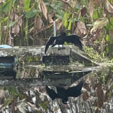 CREW Bird Rookery Swamp, Florida - 514 Reviews, Map | AllTrails