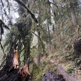 Boulder River Trail, Washington - 1,679 Reviews, Map | AllTrails
