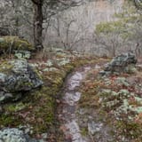 North Sylamore Creek Trail, Arkansas - 272 Reviews, Map | AllTrails