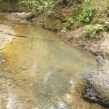 Riverhead Forest Loop Track, Auckland, New Zealand - 65 Reviews, Map ...