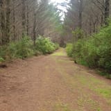 Riverhead Forest Loop Track, Auckland, New Zealand - 65 Reviews, Map ...