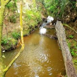 Riverhead Forest Loop Track, Auckland, New Zealand - 65 Reviews, Map ...