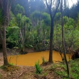 Riverhead Forest Loop Track, Auckland, New Zealand - 65 Reviews, Map ...