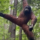 Hanmer Forest Sculpture Walk, Canterbury, New Zealand - 124 Reviews ...