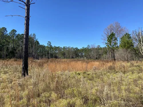 Best 10 Hiking Trails in Goethe State Forest | AllTrails