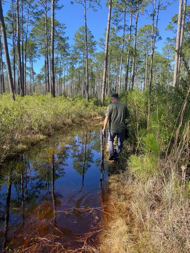 Best Horse Riding Trails in Goethe State Forest | AllTrails