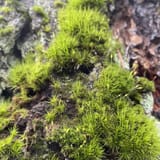 Washington Park Loop, Oregon - 1,512 Reviews, Map | AllTrails