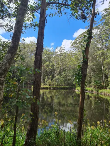 Best Hikes and Trails in Tanawha | AllTrails