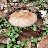 Cathedral, Bankearn, Big Meadow and Greenway Loop, Virginia - 295 ...