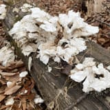 Cathedral, Bankearn, Big Meadow and Greenway Loop, Virginia - 295 ...